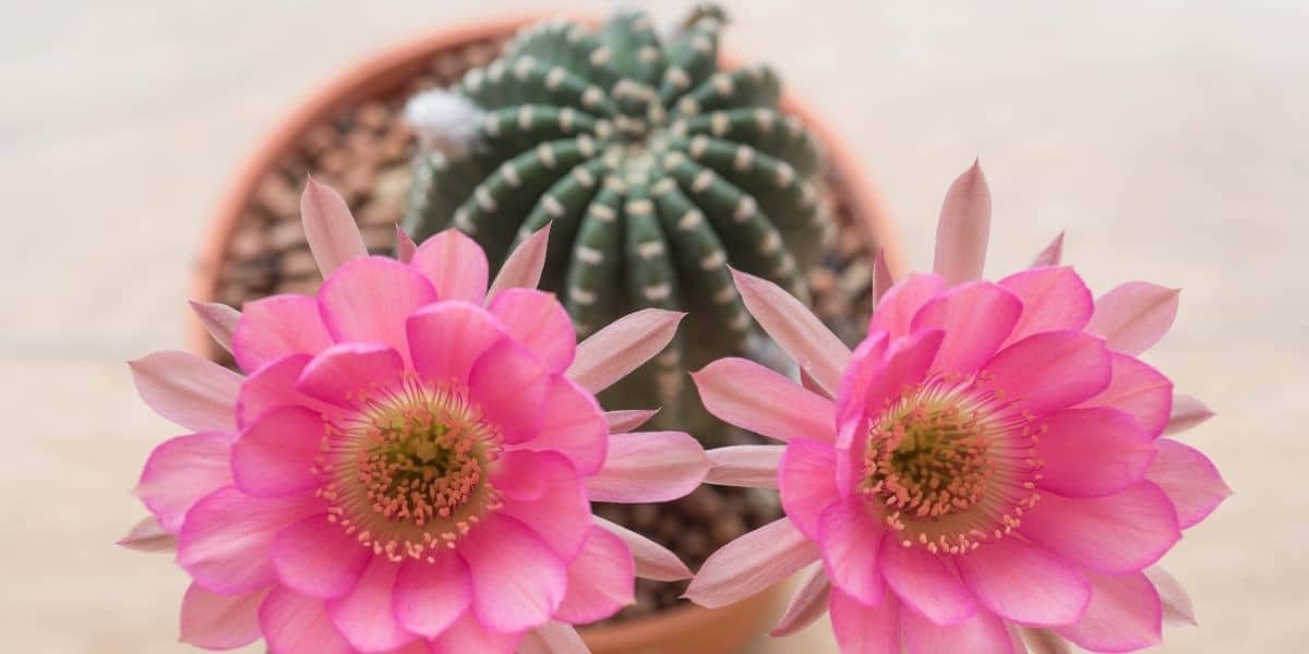 5 astuces pour (enfin) faire fleurir vos cactus