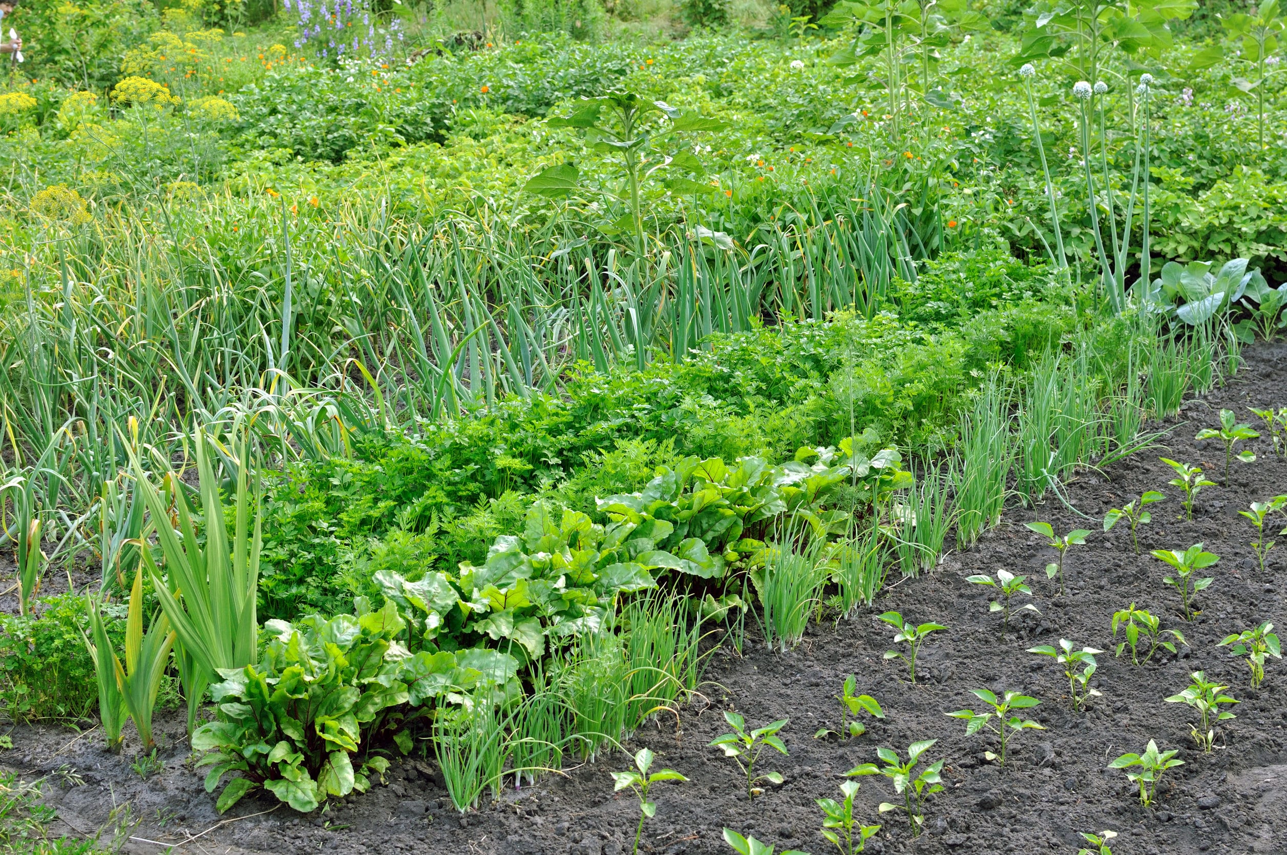10 légumes à planter au potager en avril : Nos conseils récolter de ...