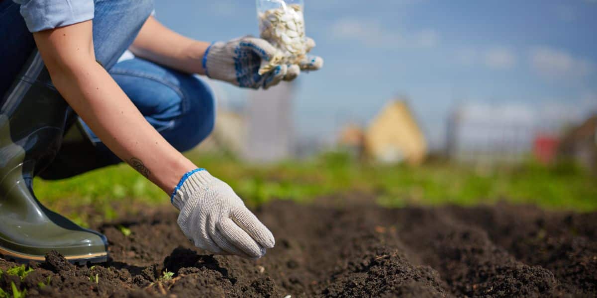 5 astuces pour réussir ses semis à coup sûr