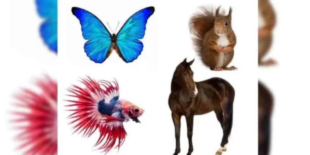 Quel est votre animal préféré? Ce test révélera des détails sur votre ...