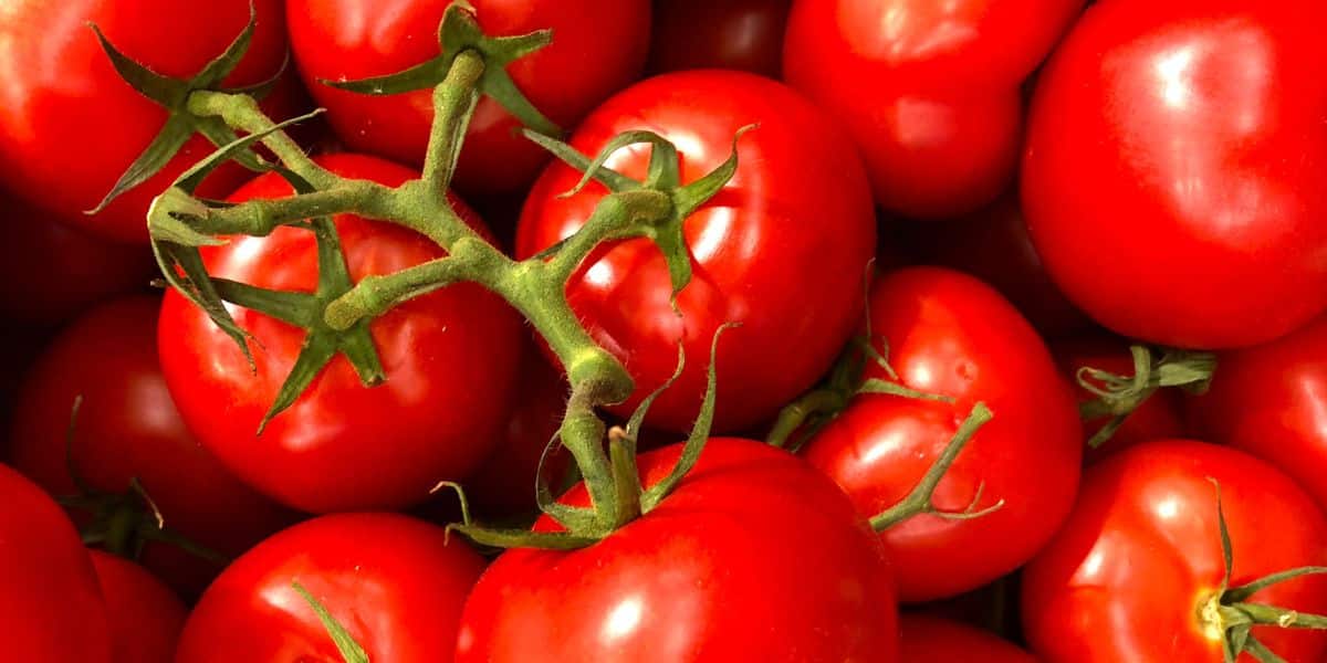Comment maximiser votre récolte de tomates