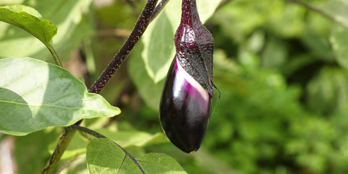 Potager : comment cultiver l’aubergine
