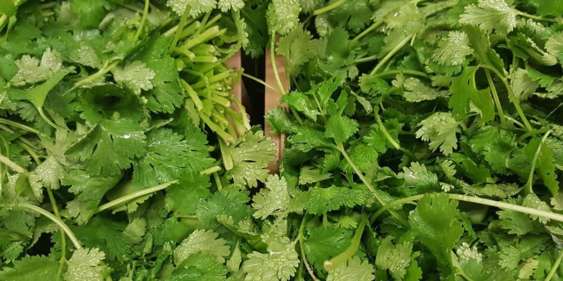 Comment réussir la plantation de coriandre dans votre jardin