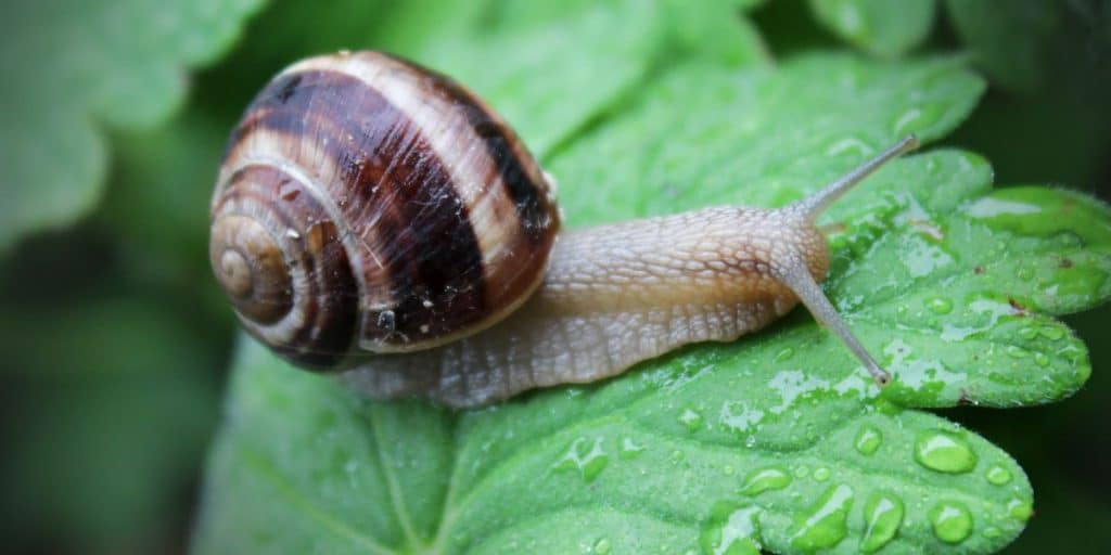 Alerte ! Les escargots envahissent votre jardin ? Éloignez-les avec ces ...