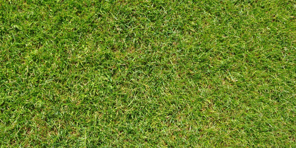 Engrais gazon automne : lequel choisir ? Quand et comment le mettre sur ...