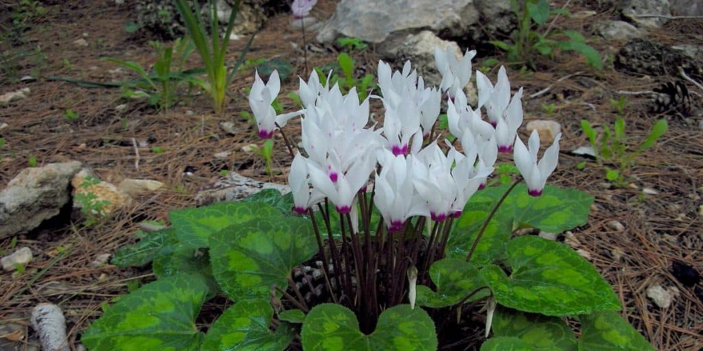 Comment cultiver et entretenir un cyclamen en pot d’intérieur ? Astuces ...