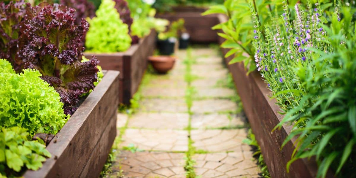 Que semer maintenant et planter dans les plates-bandes pour pouvoir ...