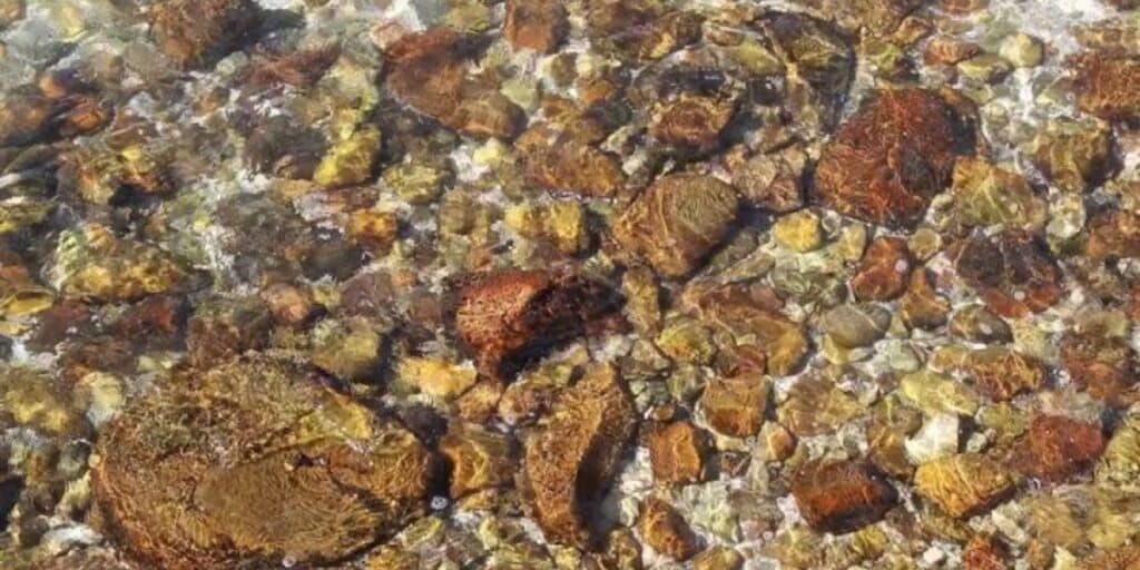 Test visuel : Si vous pouvez trouver un poisson sur un rocher en 10 ...