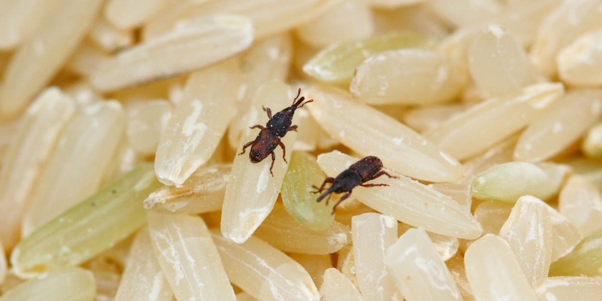 Astuces maison pour se débarrasser des charançons de riz des placards