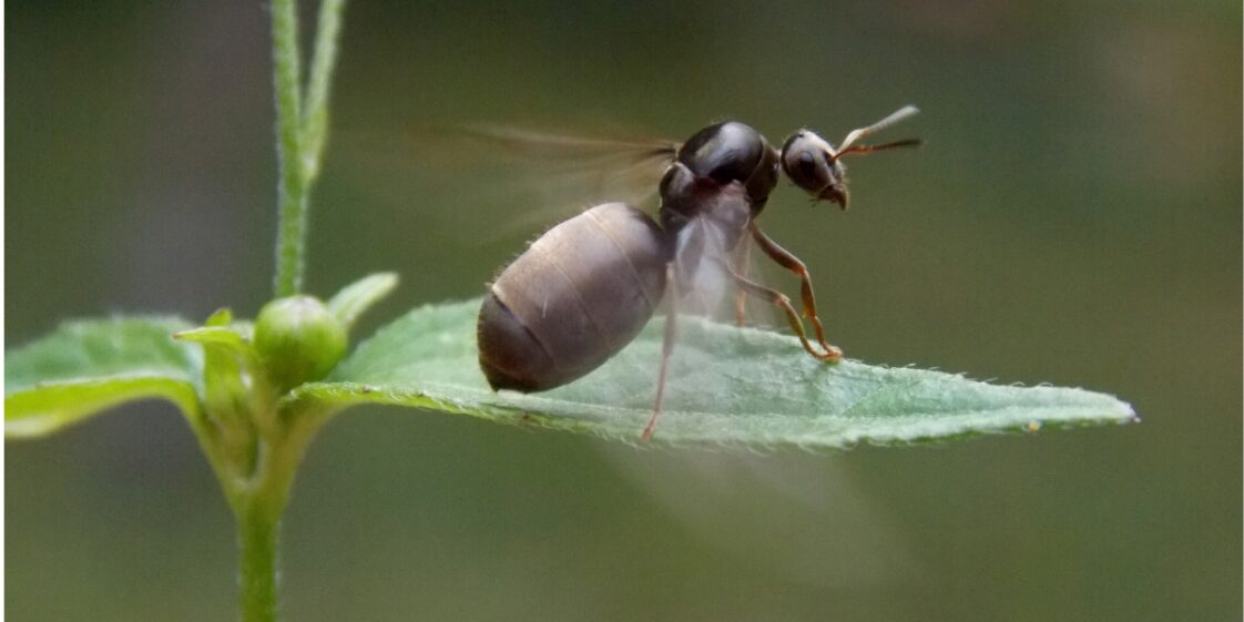 Comment éliminer les fourmis volantes de façon naturelle dans votre ...