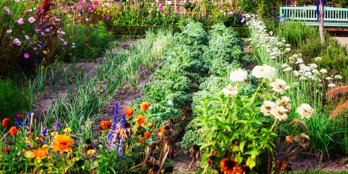 Belles et utiles, 5 fleurs à planter au jardin potager