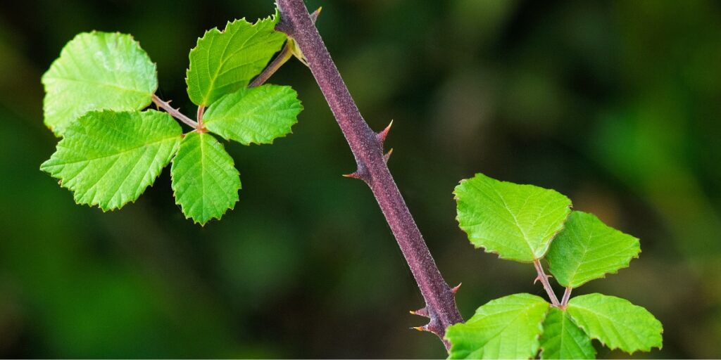 Ronces : 4 astuces pour s'en débarrasser définitivement.