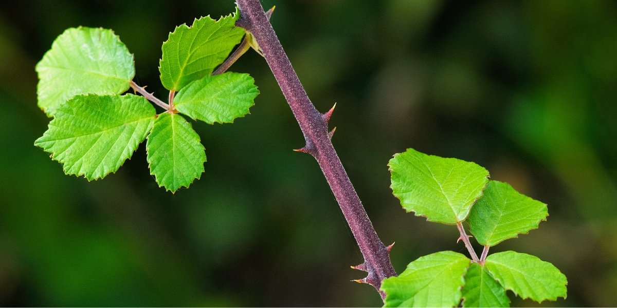 Ronces : 4 astuces pour s'en débarrasser définitivement.