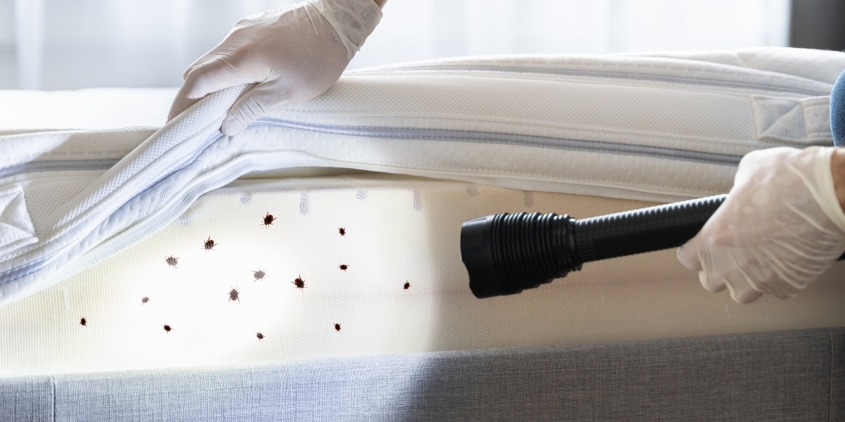 Comment identifier et prévenir les infestations de punaises de lit pour ...