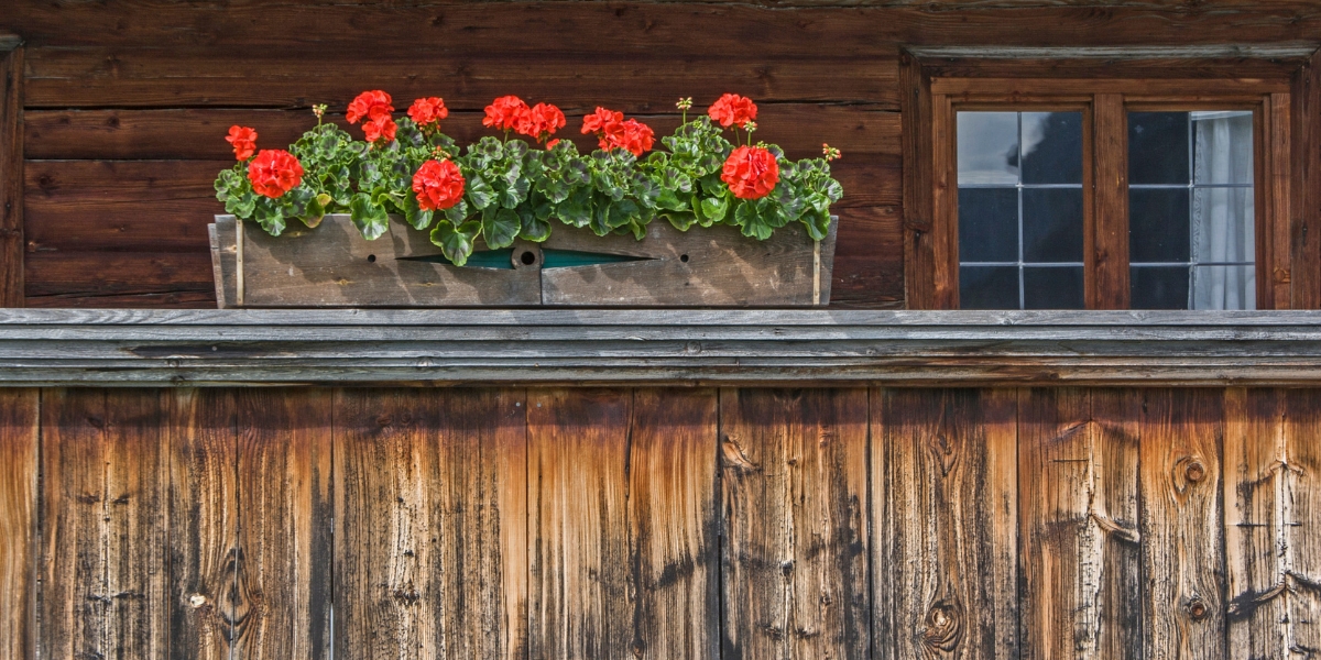 Nos astuces pour faire pousser de beaux géraniums sur votre balcon