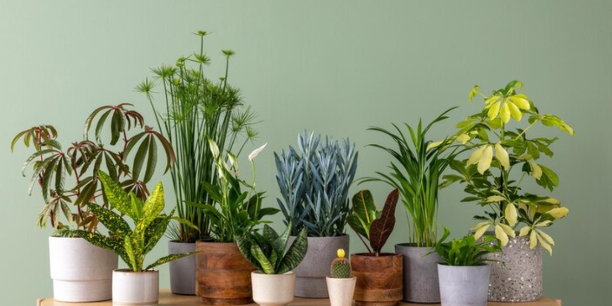 Voici la variété de plante à choisir si vous n’avez pas la main verte ...