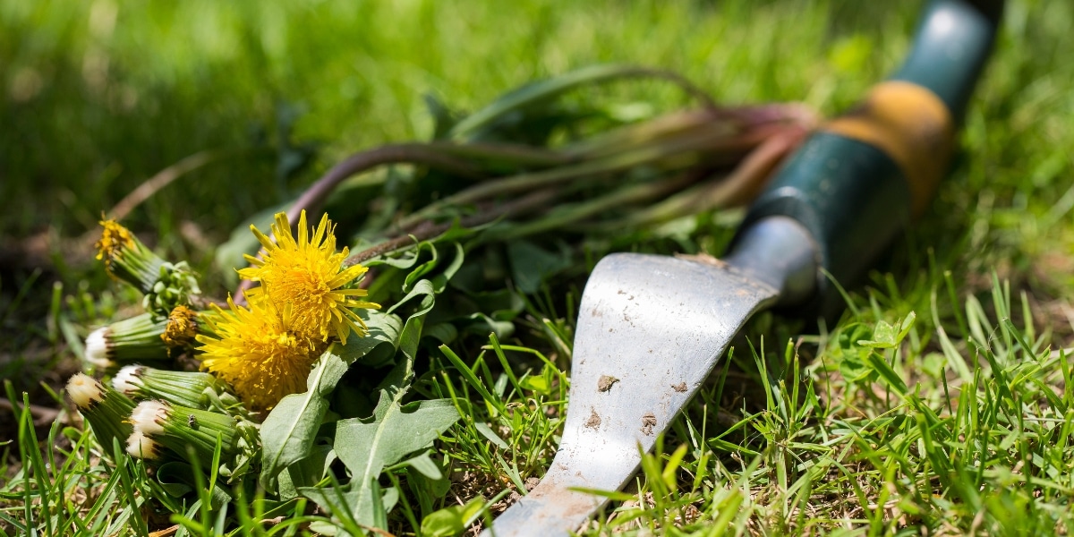 Comment raviver votre pelouse en éliminant les mauvaises herbes : astuces pratiques pour un ...